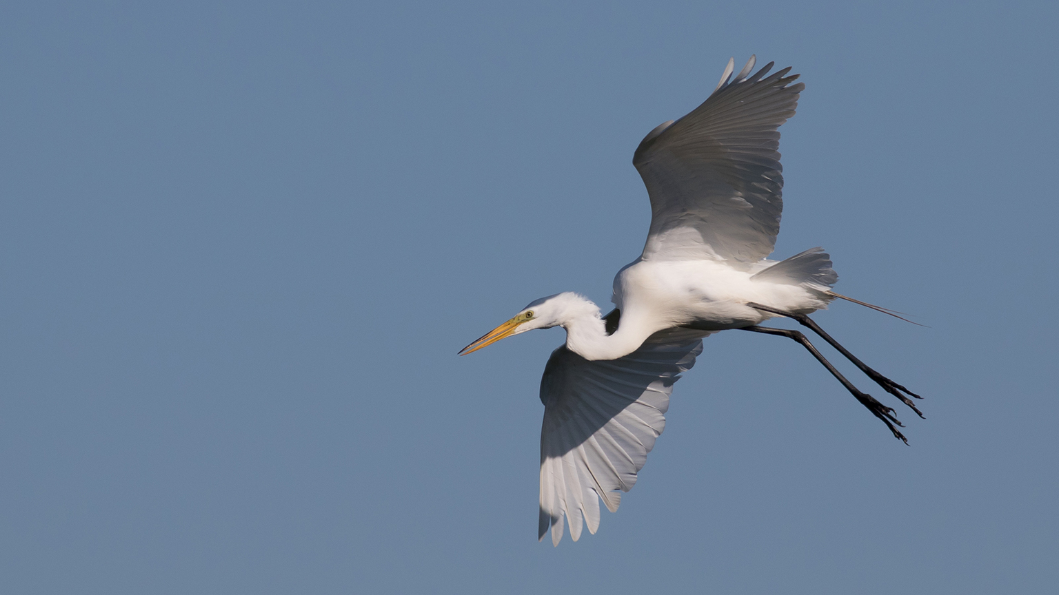 The Best Birding in Cape May and Lewes | Cape May-Lewes Ferry
