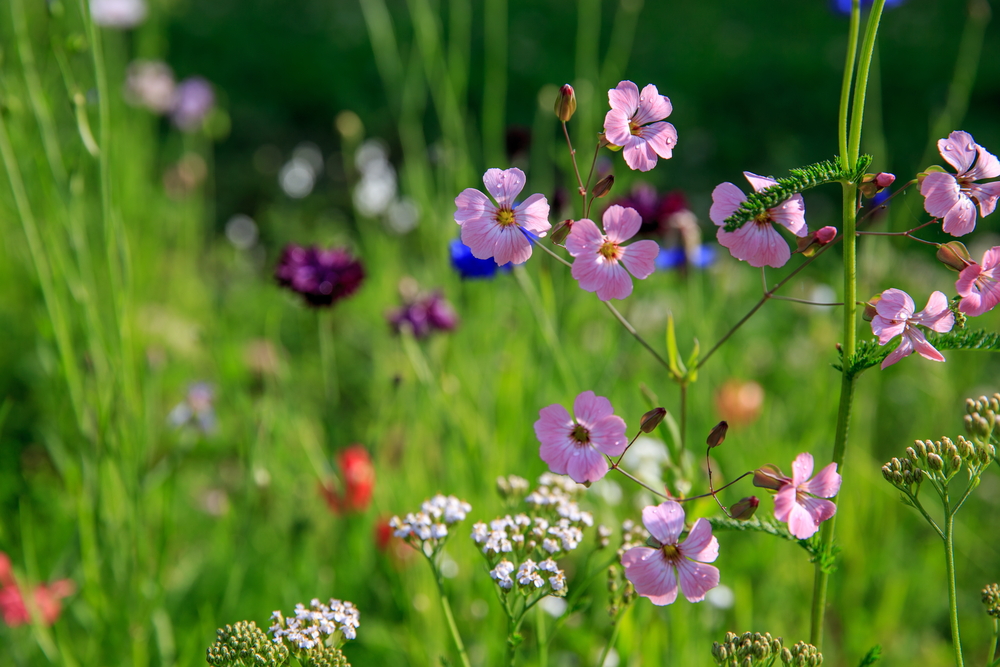 Wildflowers Near the Ferry | Cape May-Lewes Ferry